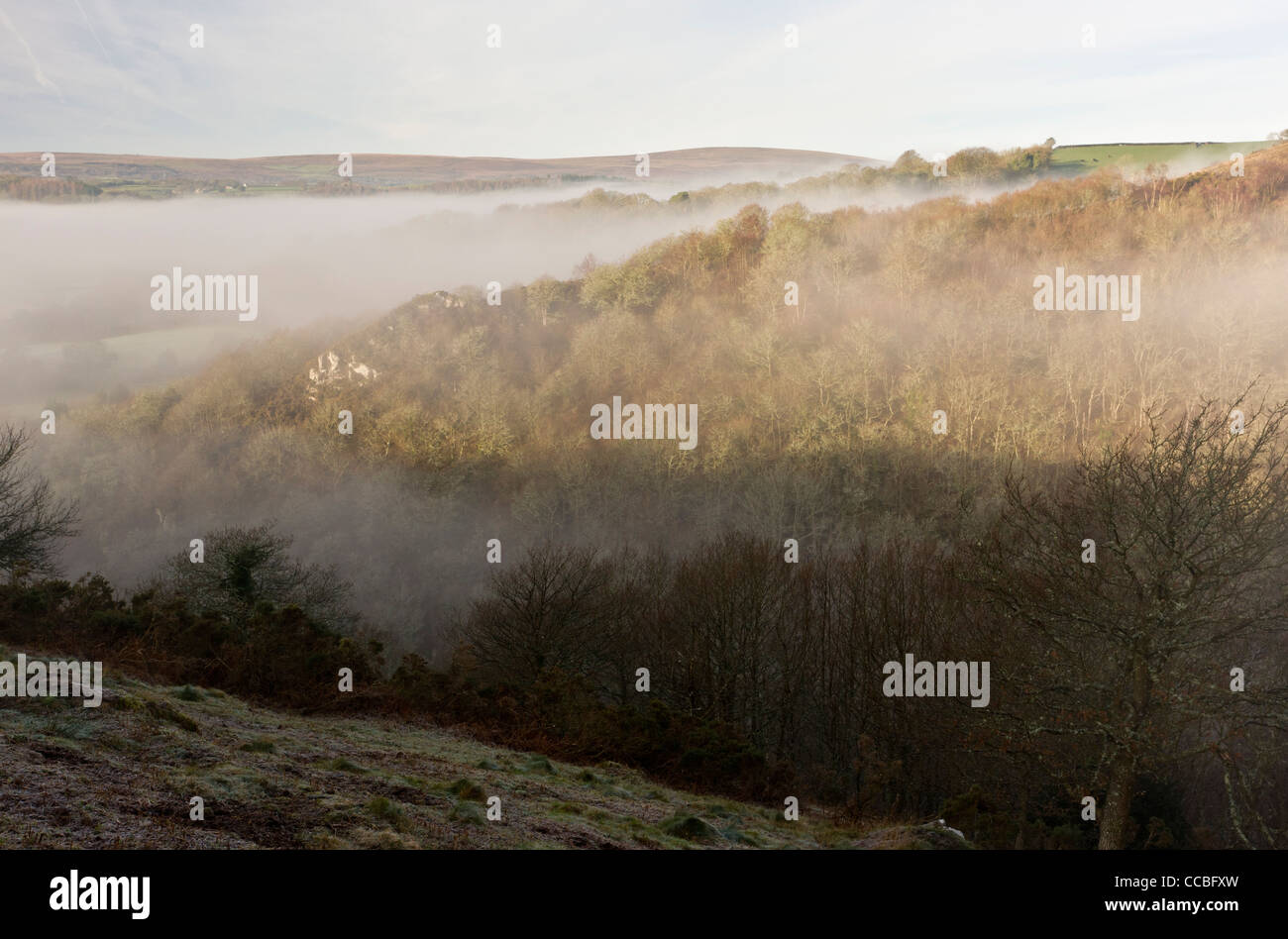 The Teign valley woodlands in the mist near Castle Drogo, from Whiddon ...