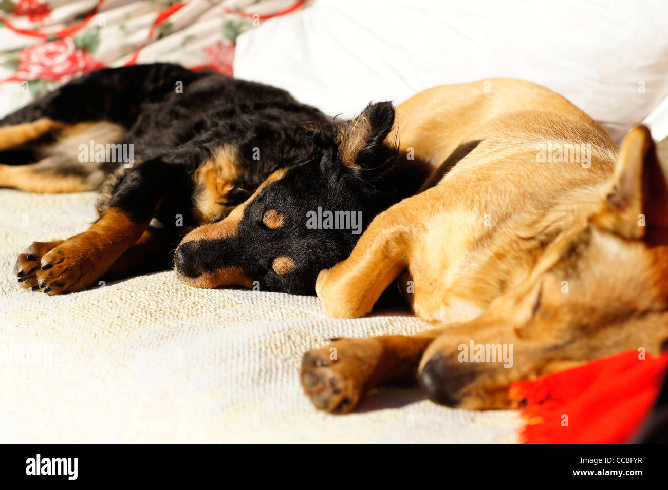 Cute dog chilling out in hi-res stock photography and images - Alamy