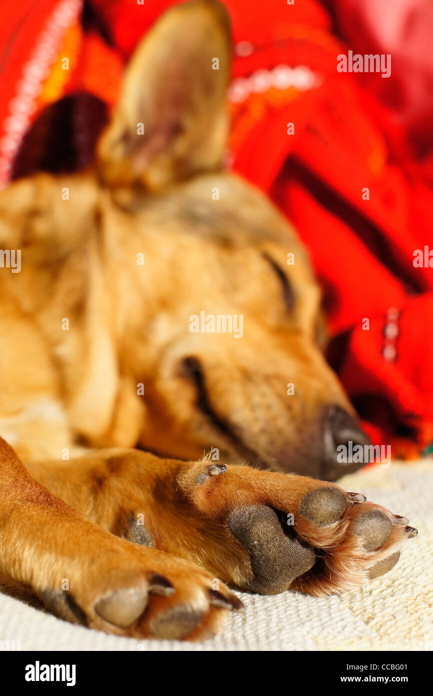 Chilling in the sun hi-res stock photography and images - Alamy