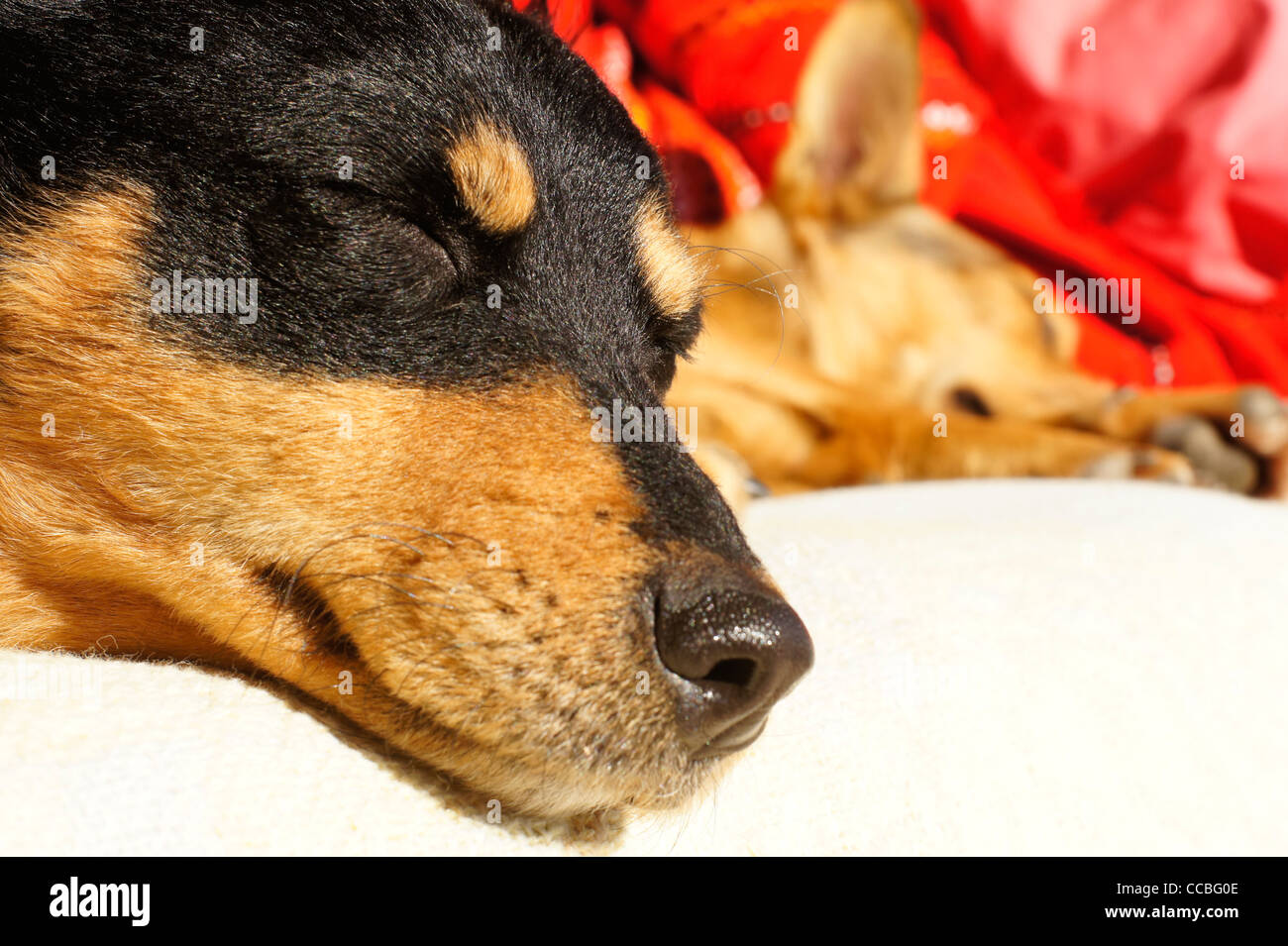 Two dogs chilling hi-res stock photography and images - Alamy