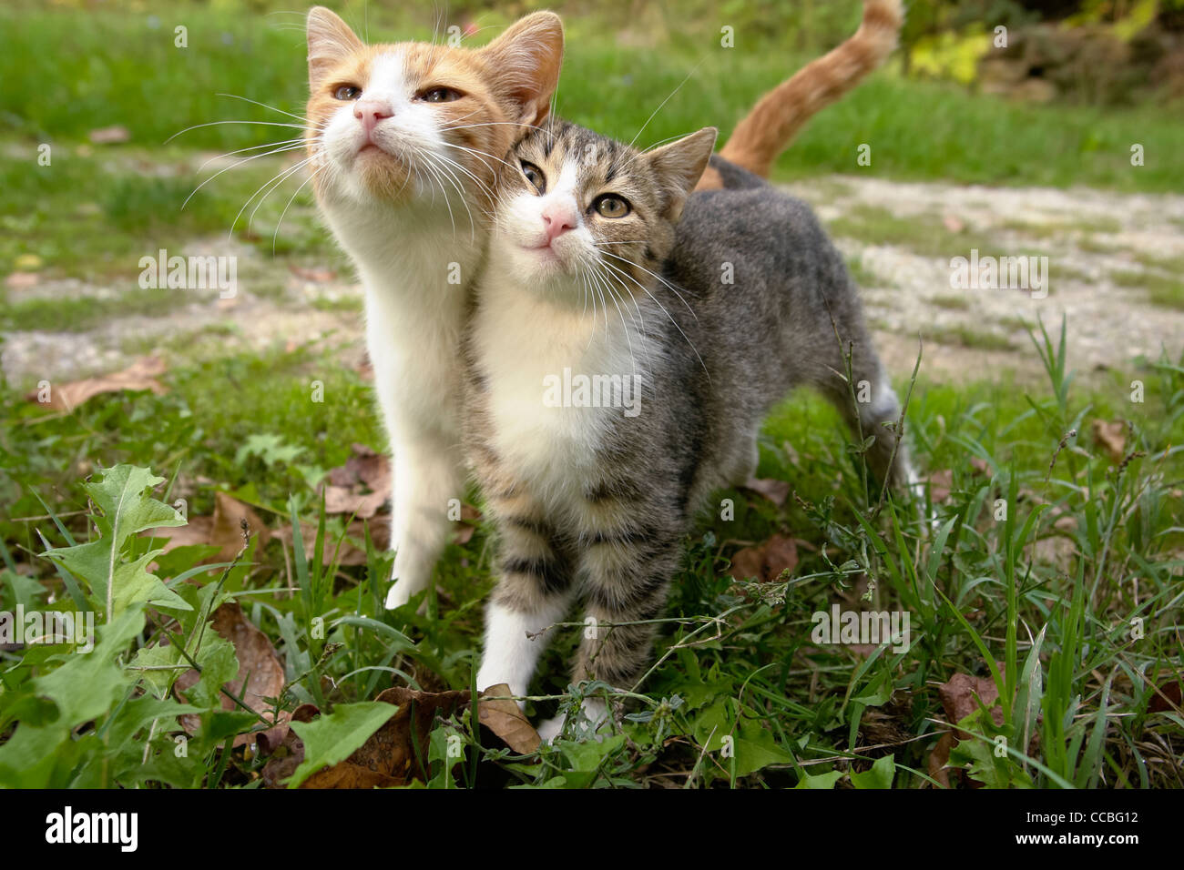 Two kitten friends rubbing against each other with love Stock Photo - Alamy