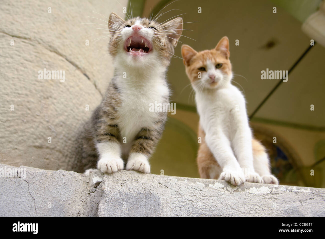 Two kittens, one of them miaowing Stock Photo - Alamy