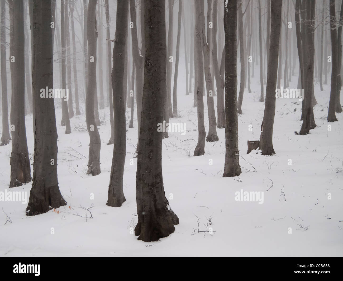 Barren foggy forest hi-res stock photography and images - Alamy