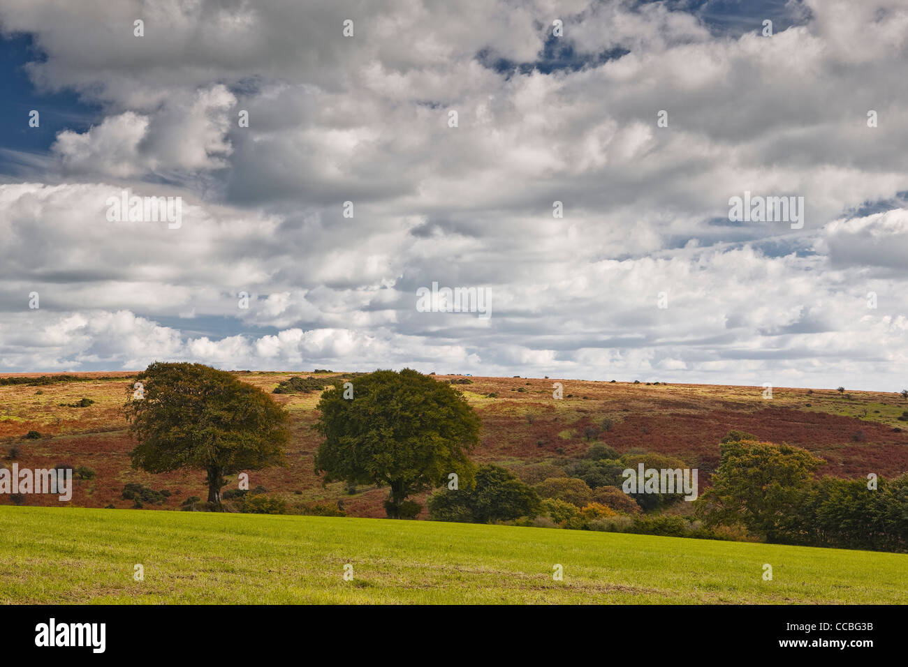 Two lone trees near Spire Cross in Exmoor national park Stock Photo - Alamy
