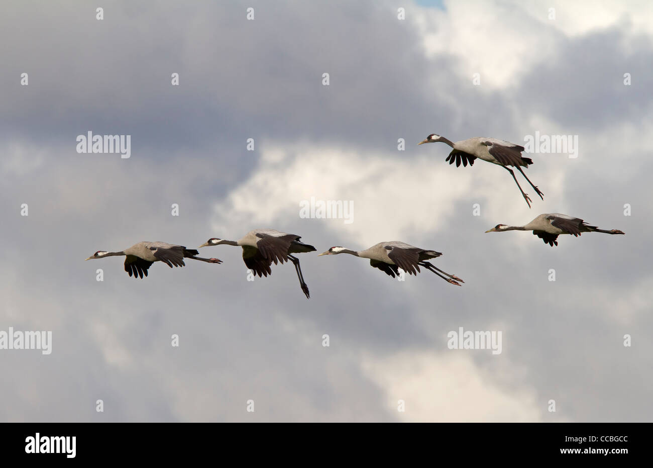 Common Cranes (Grus grus Stock Photo - Alamy