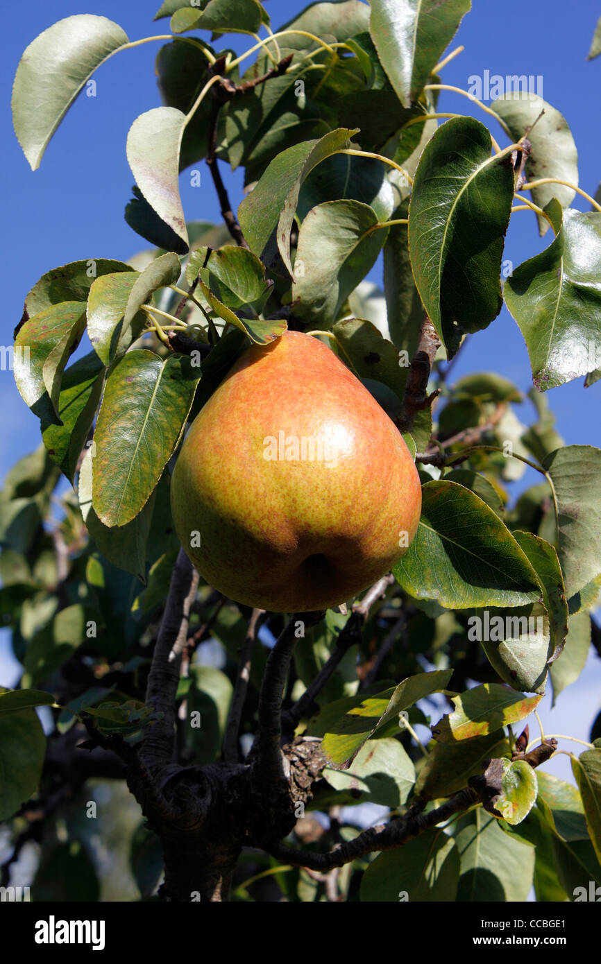 COMICE PEARS. PYRUS COMMUNIS Stock Photo - Alamy