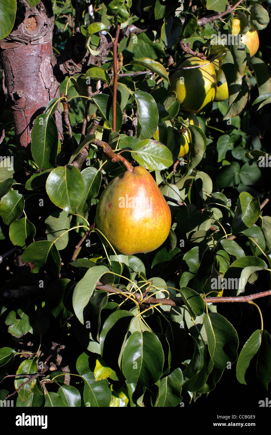 COMICE PEARS. PYRUS COMMUNIS Stock Photo - Alamy