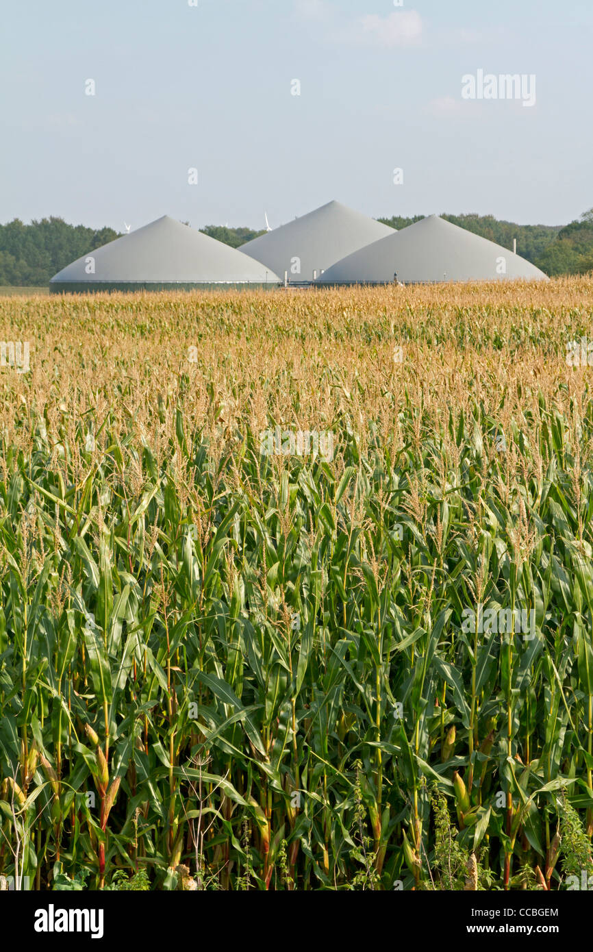 Maize field with Biogas plant Stock Photo - Alamy