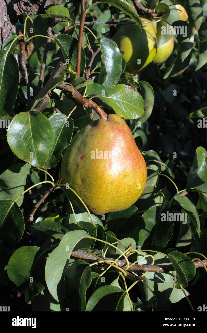 COMICE PEARS. PYRUS COMMUNIS Stock Photo - Alamy