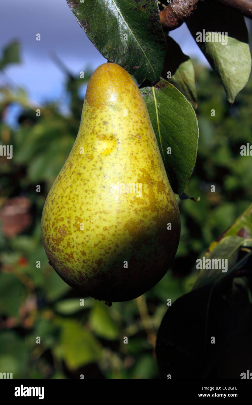 Fruit fruits tree trees hi-res stock photography and images - Alamy
