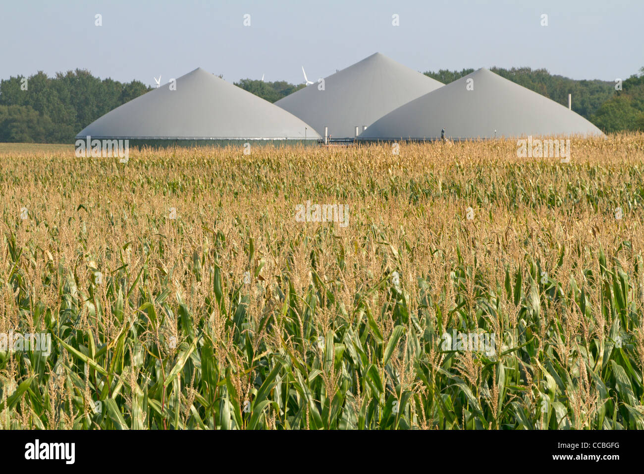 Maize field biogas plant hi-res stock photography and images - Alamy