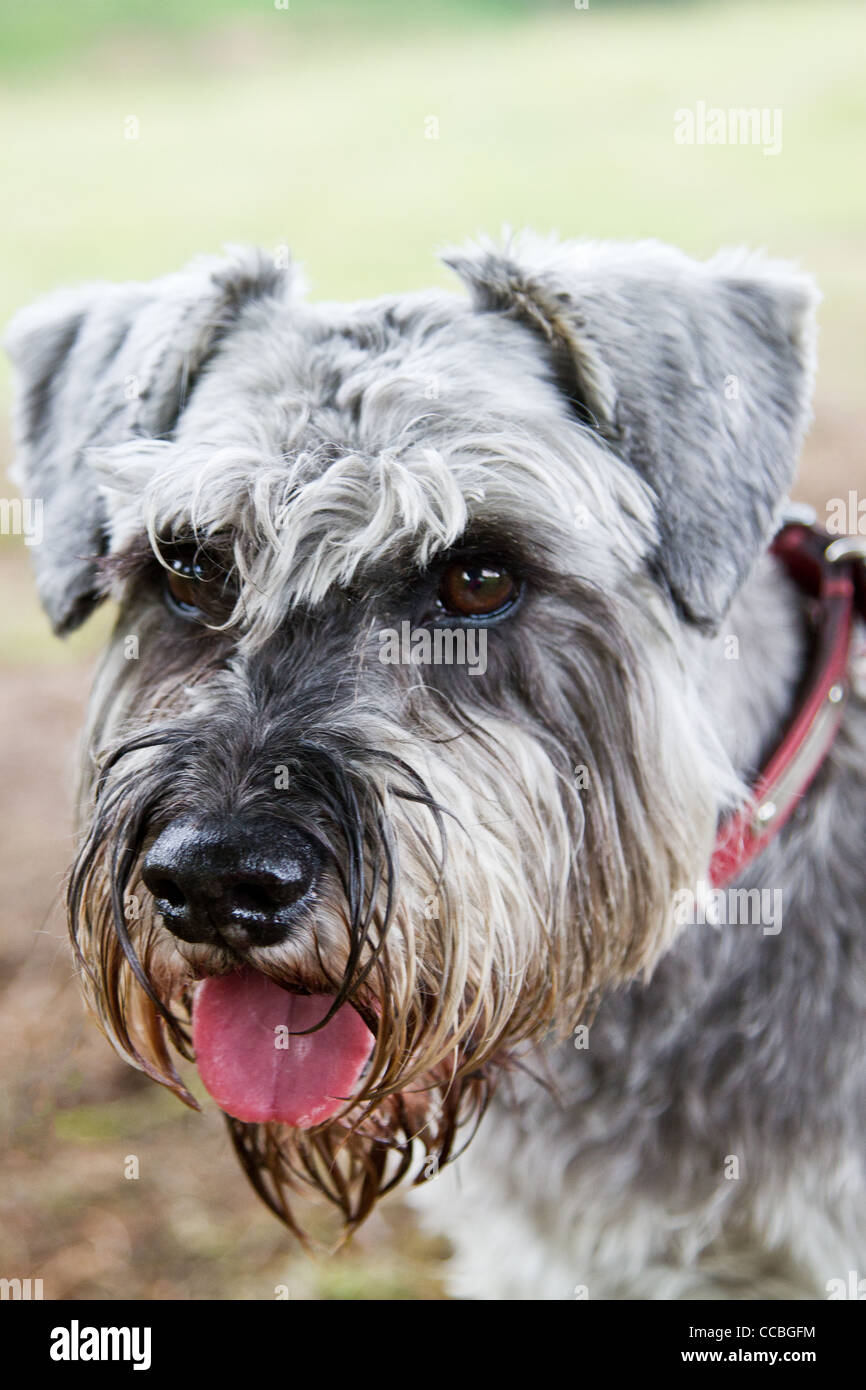Portrait Grey Miniature Schnauzer, taken outside, wet Stock Photo - Alamy