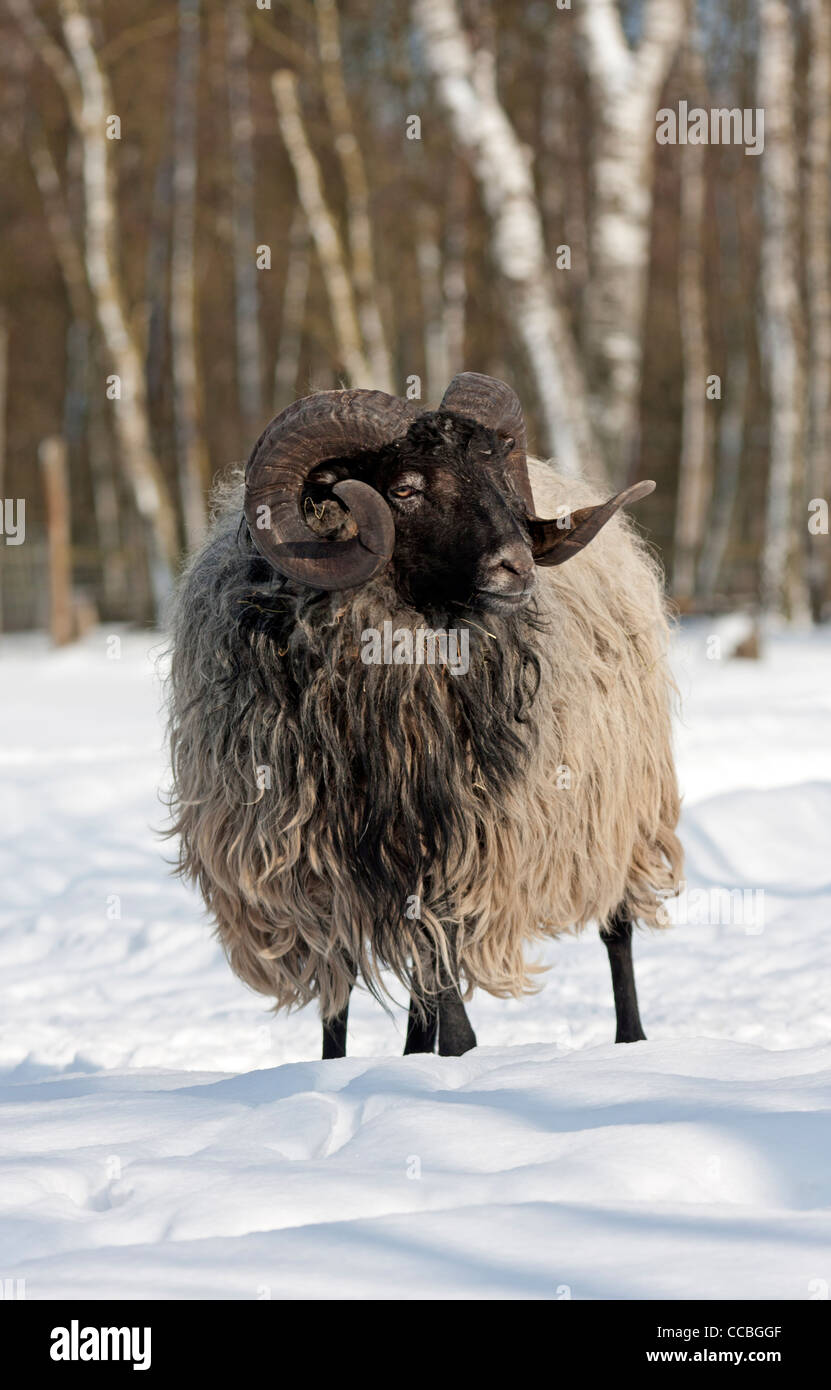 German heath in snow (Ovis ammon f. aries Stock Photo - Alamy