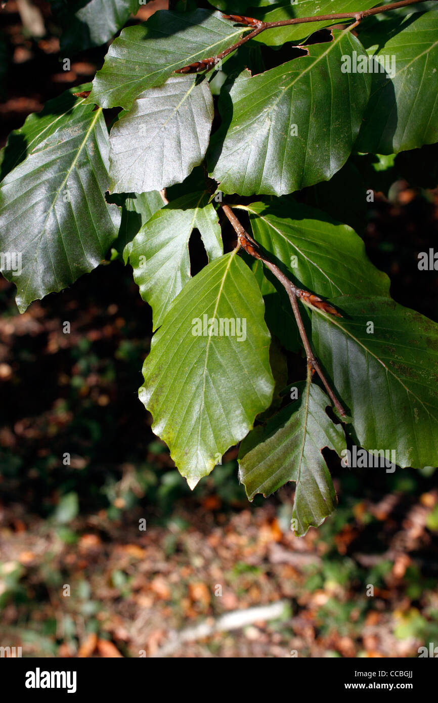 BEECH LEAVES. FAGUS SYLVATICA Stock Photo - Alamy