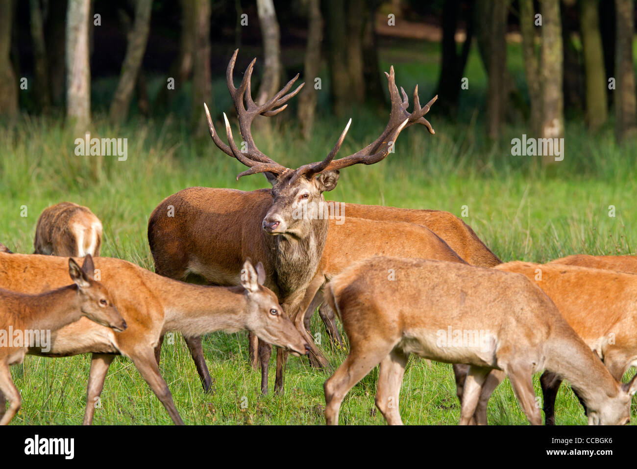 Red deer group hi-res stock photography and images - Alamy