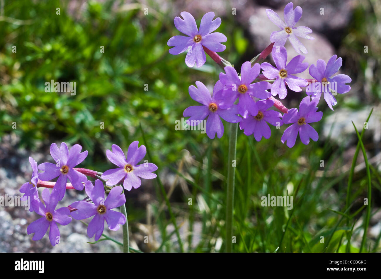 primula halleri flowers, paneveggio park, italy Stock Photo - Alamy