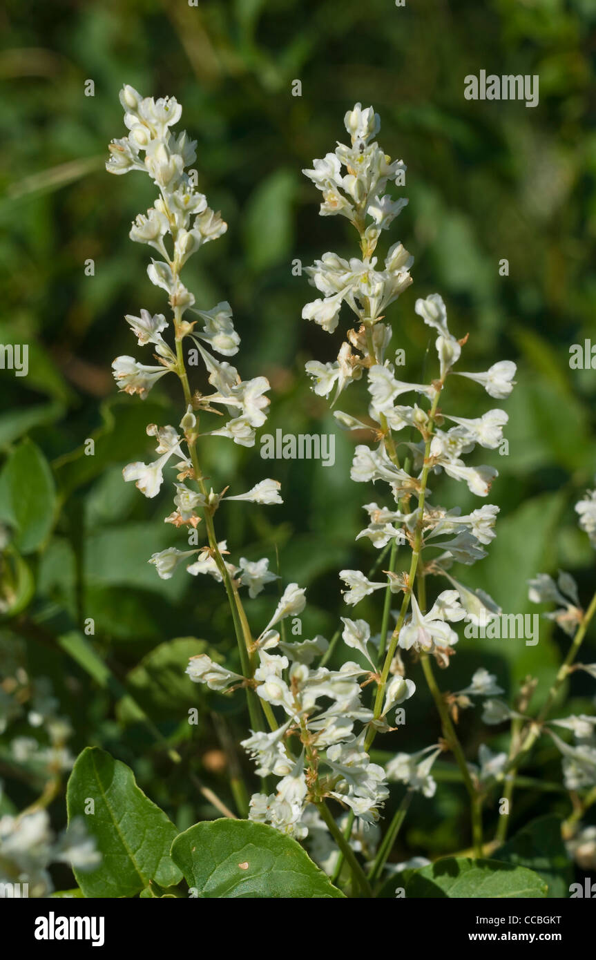 Fallopia aubertii hi-res stock photography and images - Alamy
