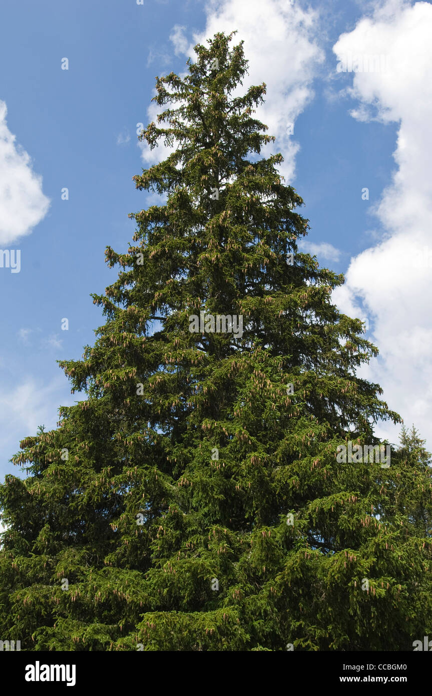 norway spruce pine, paneveggio park, italy Stock Photo - Alamy