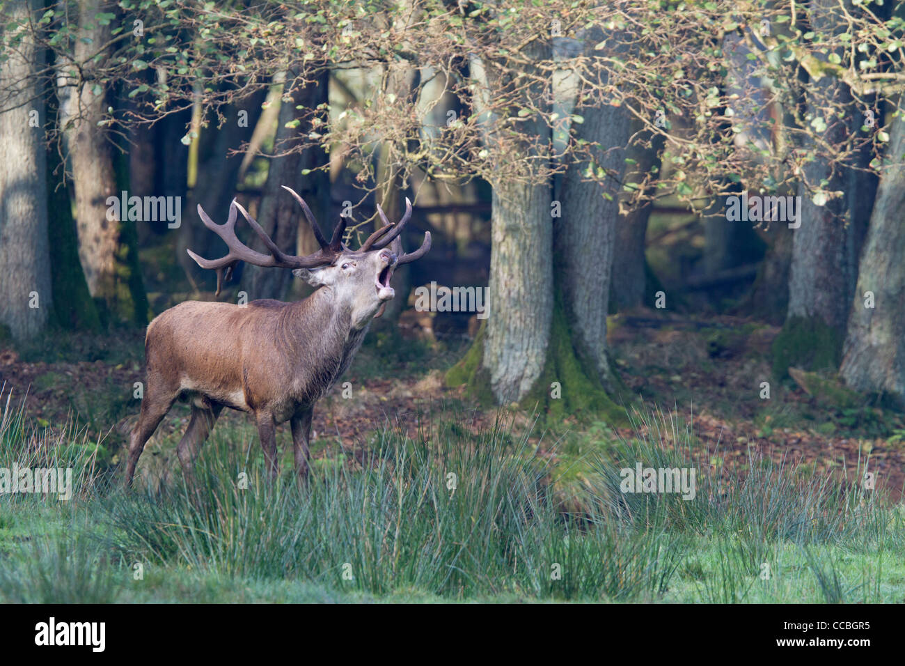 Red Deer (Cervus elaphus Stock Photo - Alamy