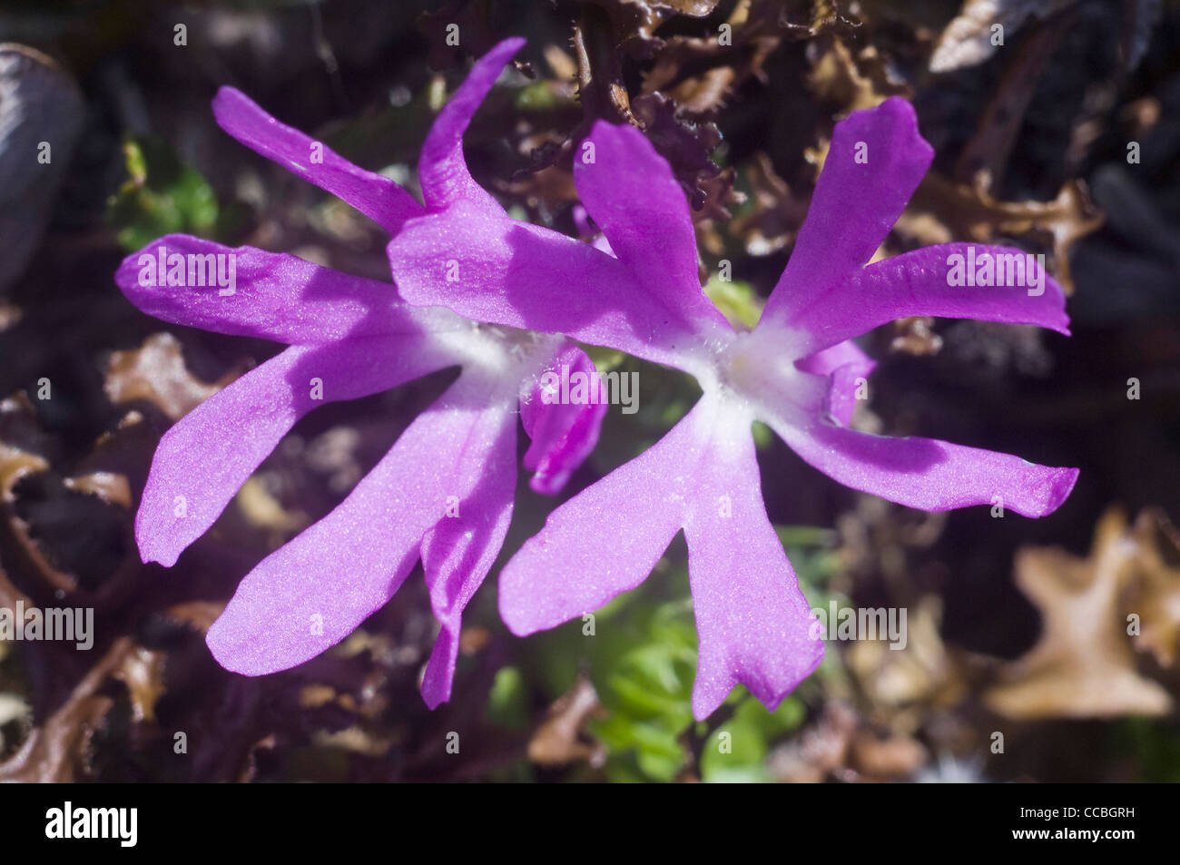 primula minima flowers, sella pass, italy Stock Photo - Alamy
