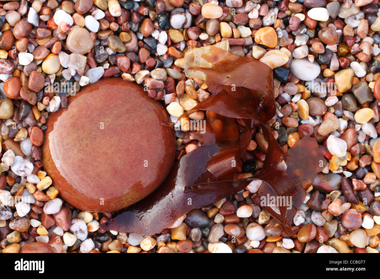 Wet pebbles and seaweed on a beach in Sidmouth, Devon, United Kingdom ...