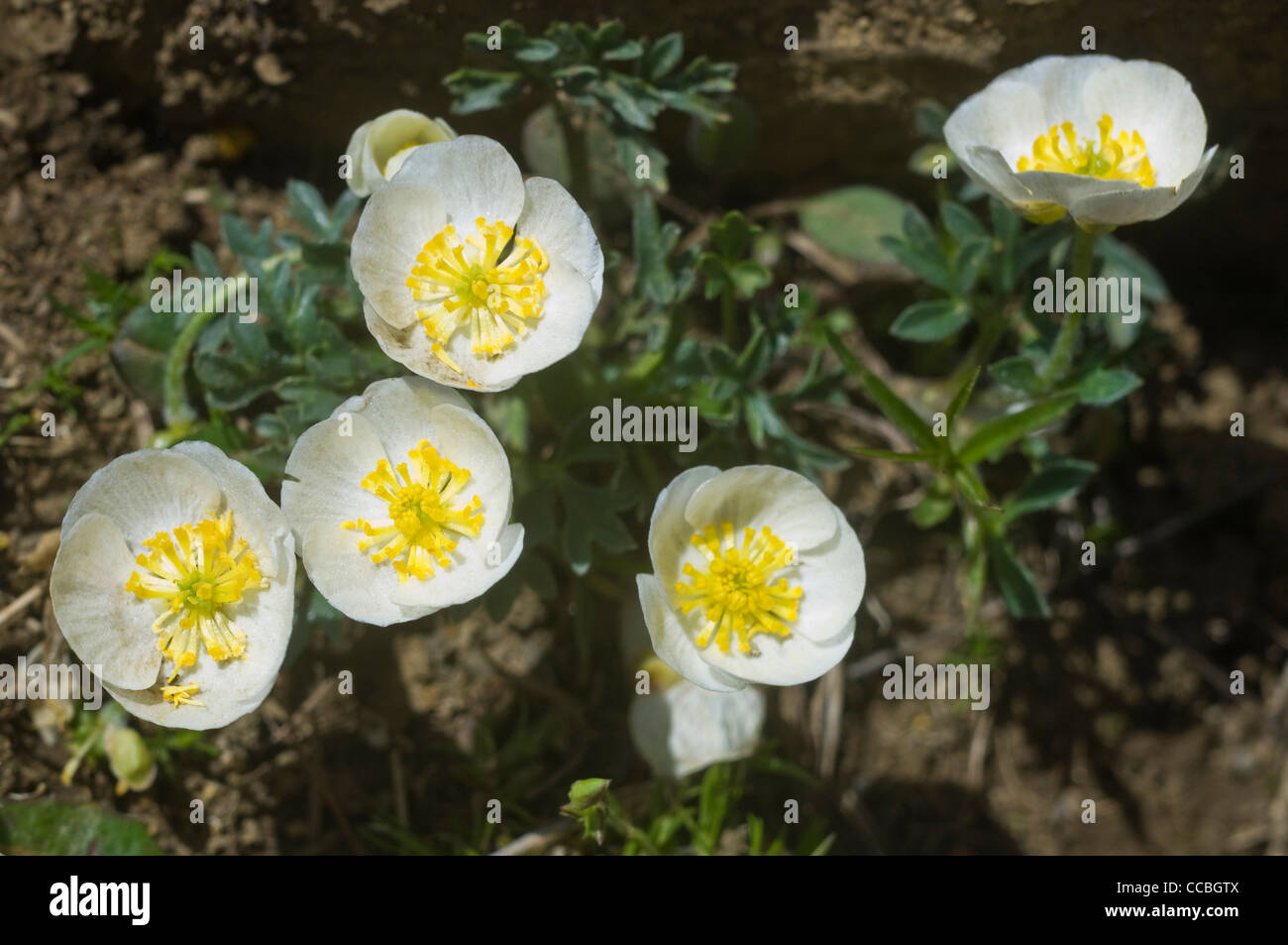 Ranunculus seguieri hi-res stock photography and images - Alamy