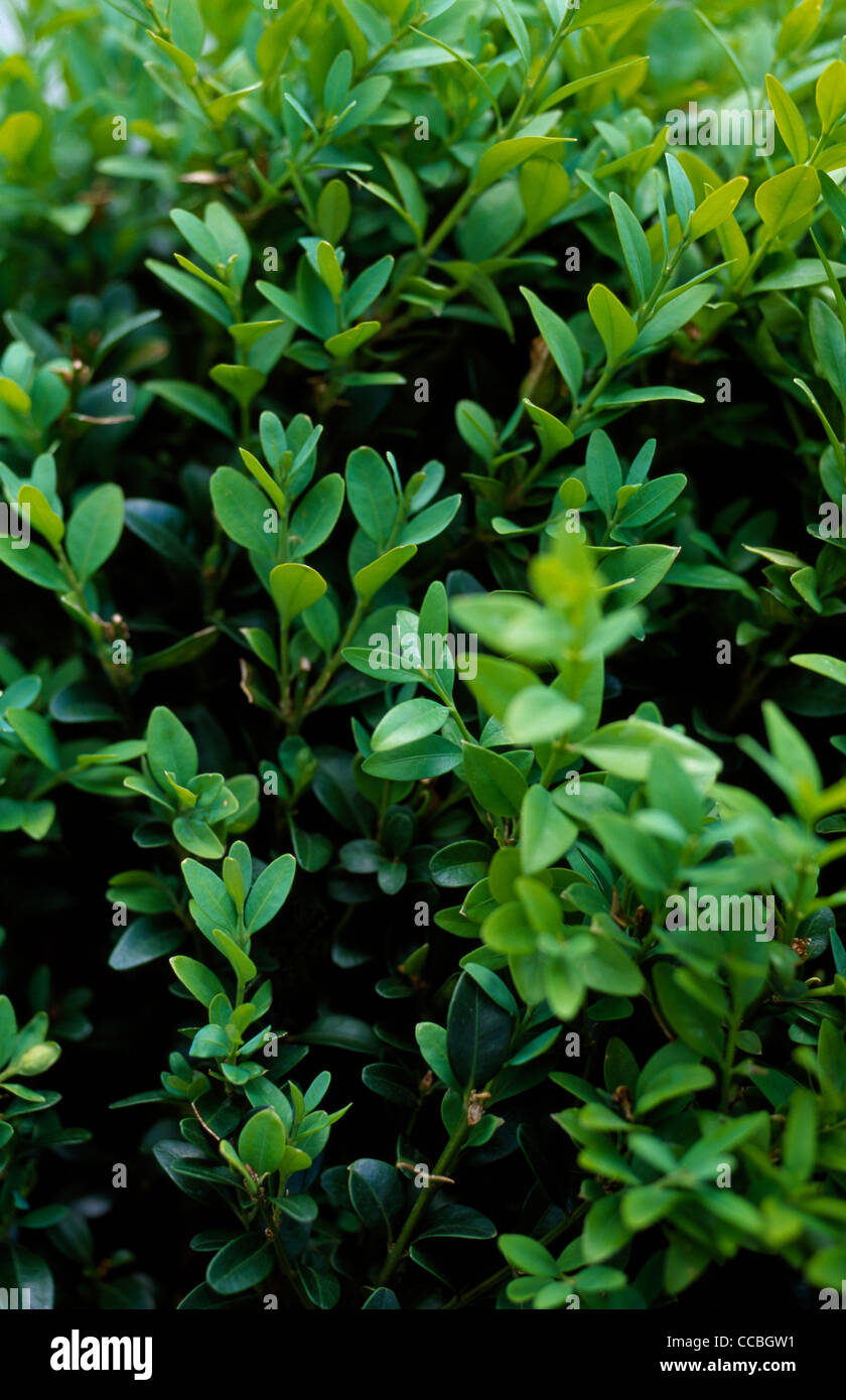 Close up of Buxus Stock Photo - Alamy