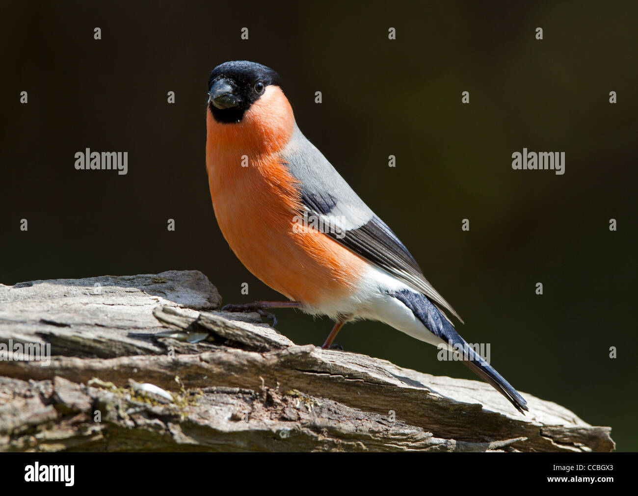 Bullfinch singing hi-res stock photography and images - Alamy