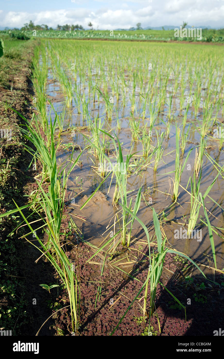 rice field still young Stock Photo - Alamy