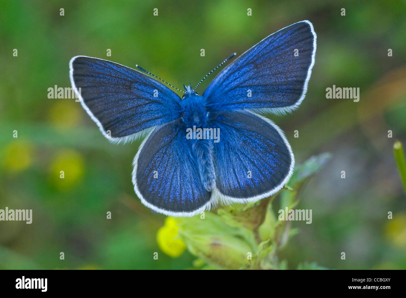 cyaniris semiargus butterfly, san pellegrino pass, italy Stock Photo ...