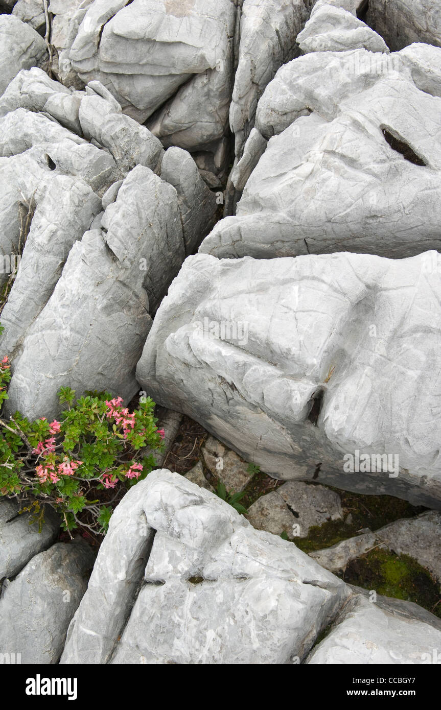 limestone rocks, arera mountain, italy Stock Photo - Alamy