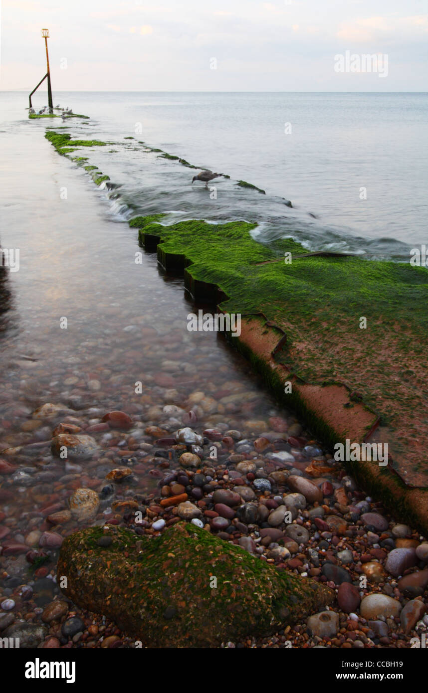 Waves flow over an algae covered concrete and steel groyne on Sidmouth ...