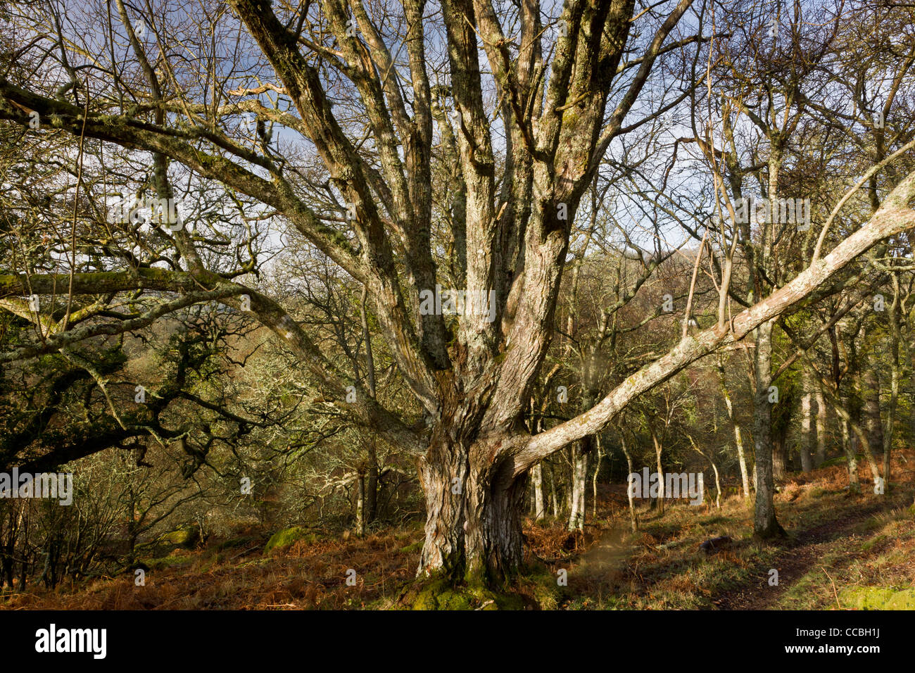 Sallow Tree High Resolution Stock Photography and Images - Alamy