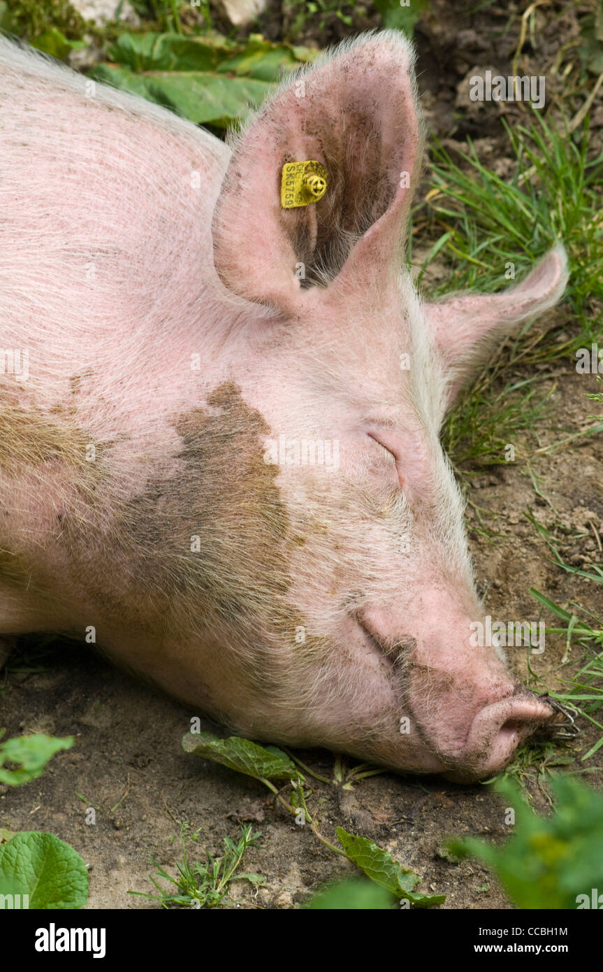Pig vertical hi-res stock photography and images - Alamy