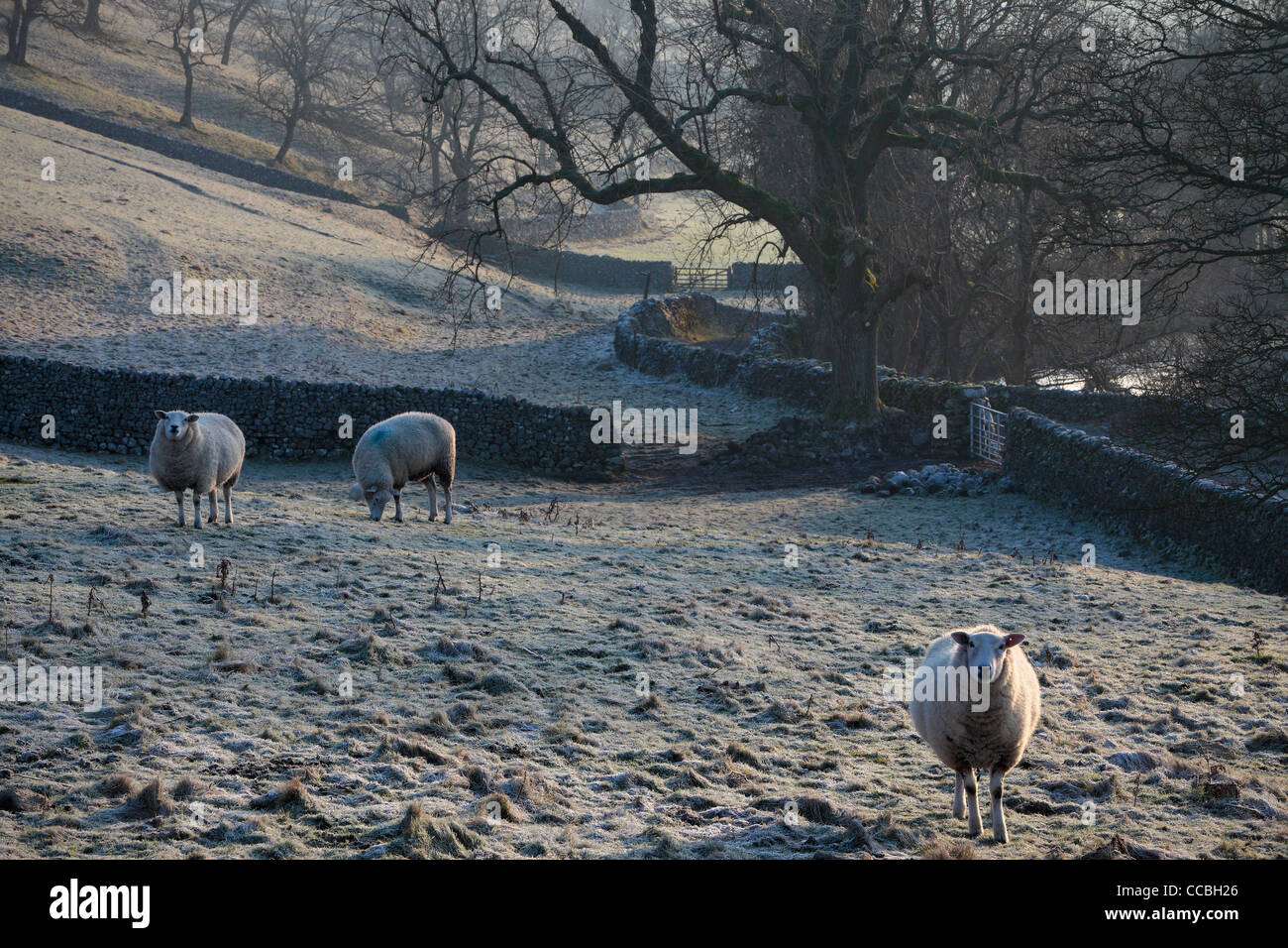 Classic winter landscape in the Yorkshire Dales of England Stock Photo ...