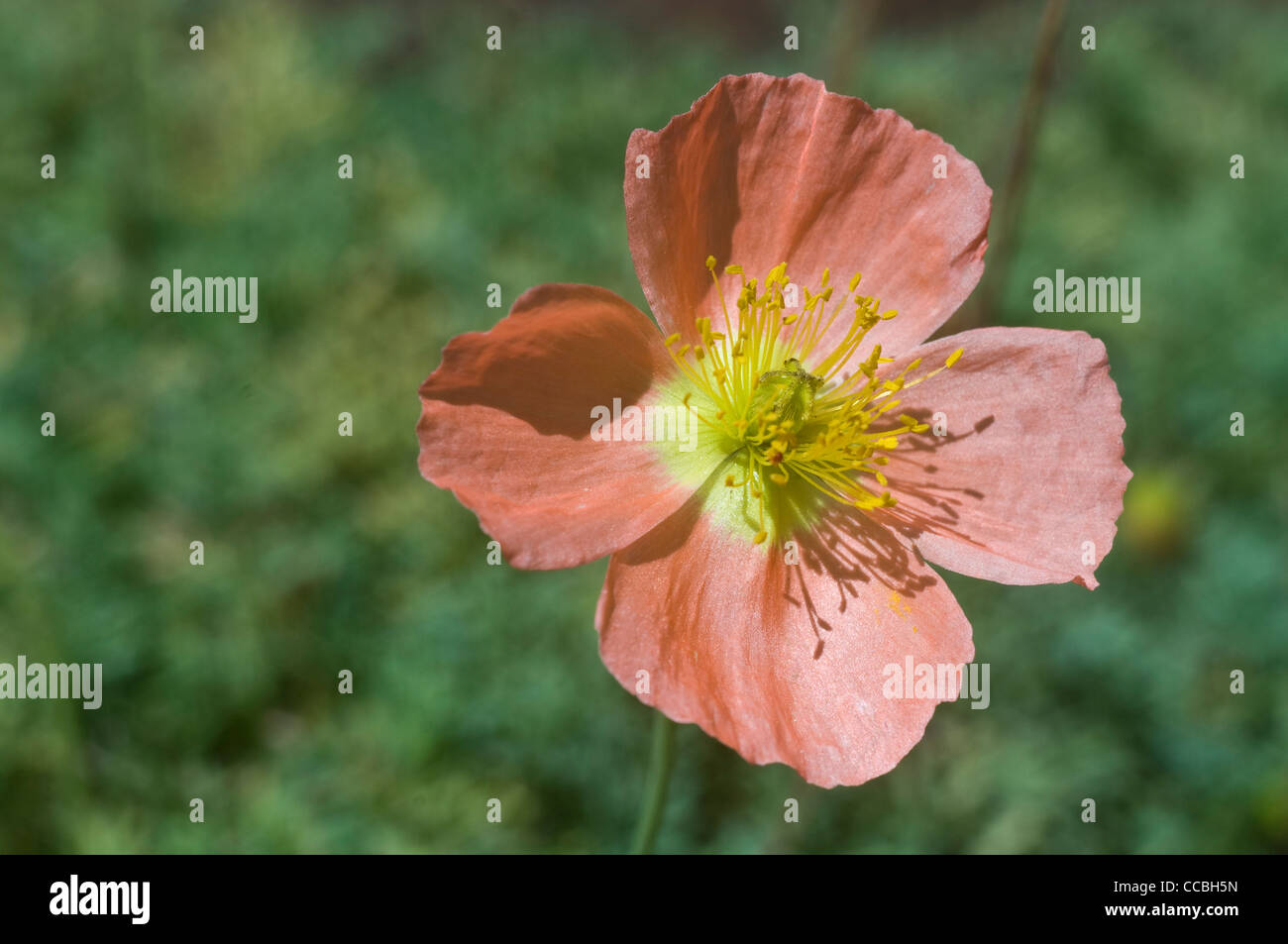 papaver alpinum flower, gelmersee, switzerland Stock Photo - Alamy