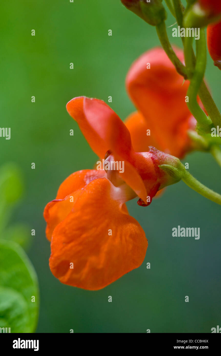 french bean flower, vilminore di scalve, italy Stock Photo - Alamy