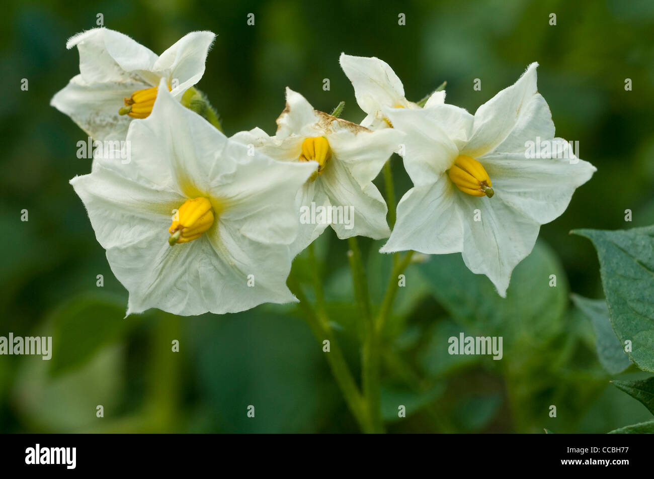potato flowers, vilminore di scalve, italy Stock Photo - Alamy