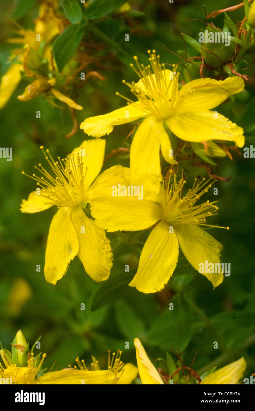hypericum perforatum flowers, vilminore di scalve, italy Stock Photo ...