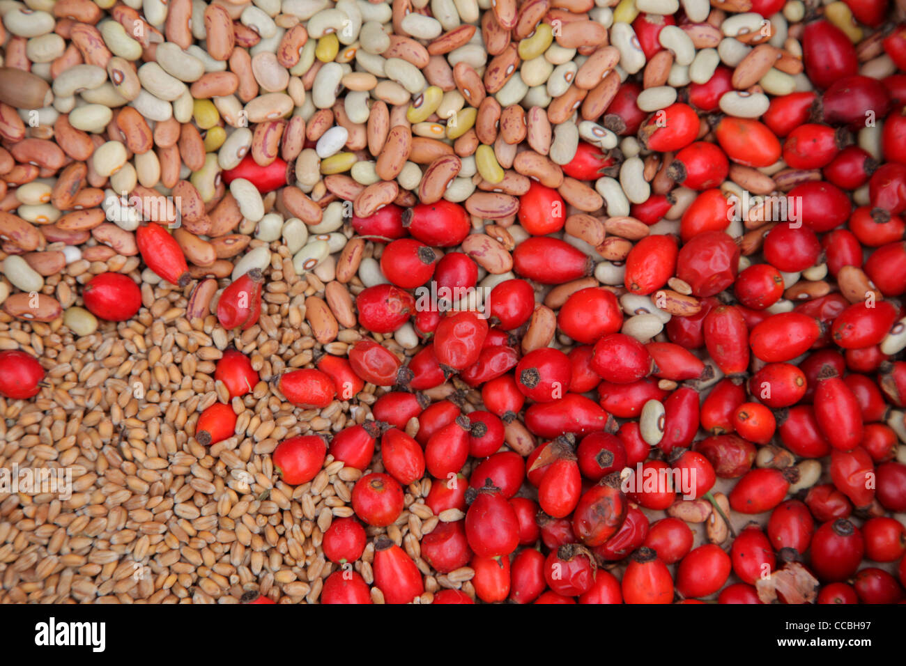 Thanksgiving harvest grain hi-res stock photography and images - Alamy