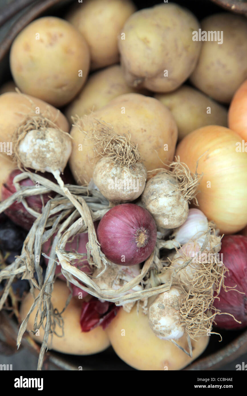 Still Picture of fresh collected from the farm field vegetables Stock ...