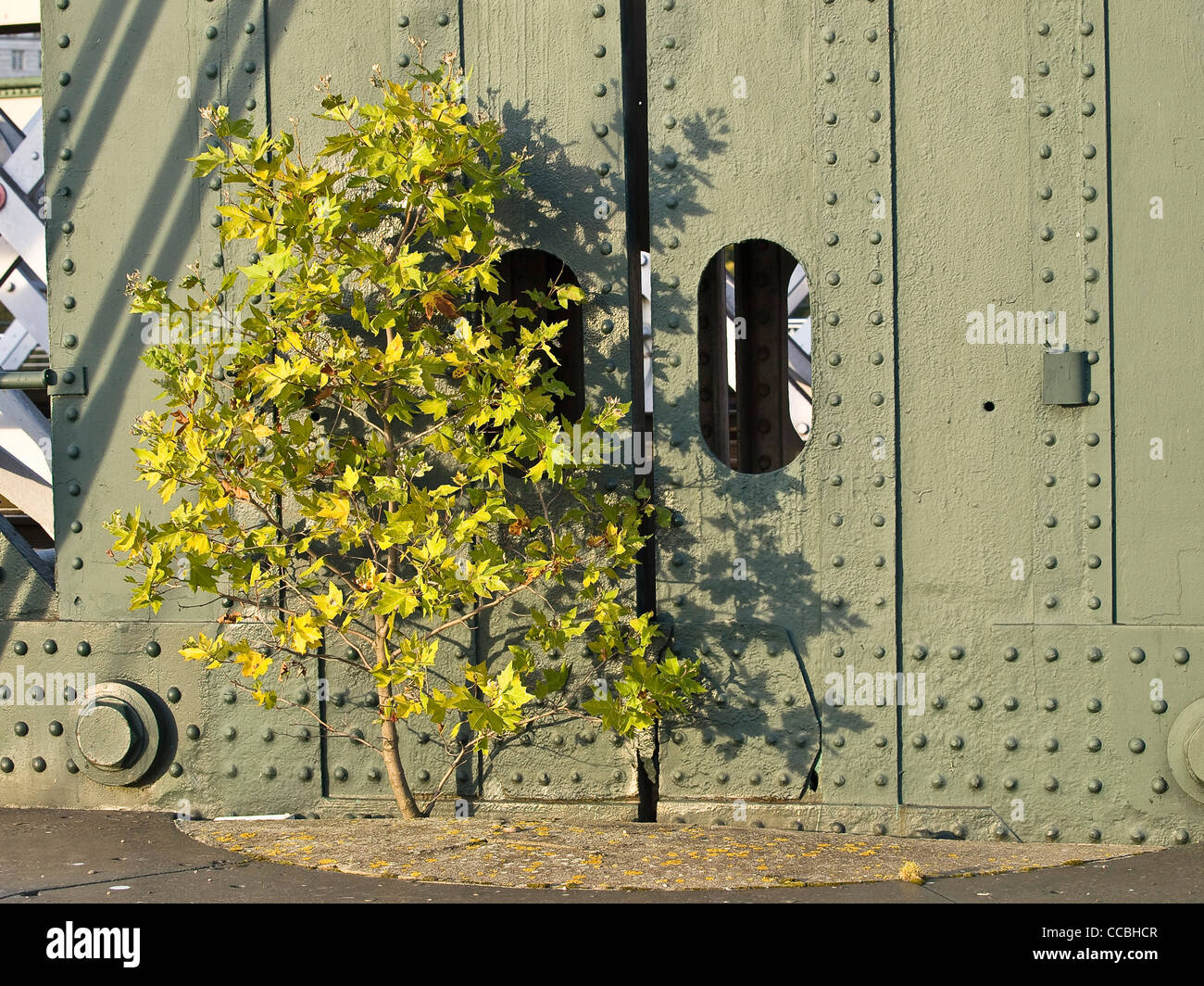 young tree growing from concrete on the bridge Stock Photo - Alamy
