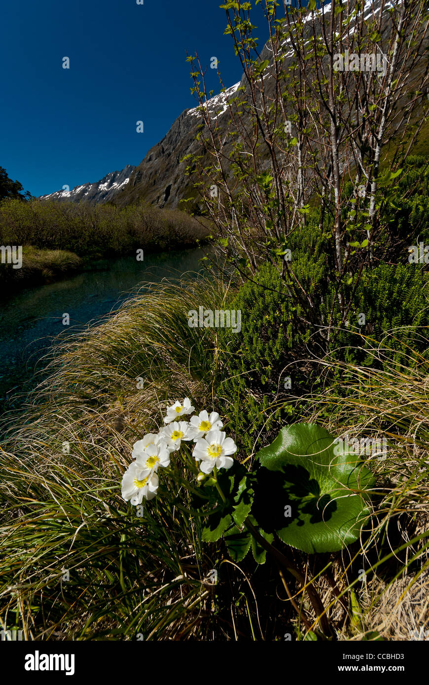 Mt cook lily hi-res stock photography and images - Alamy