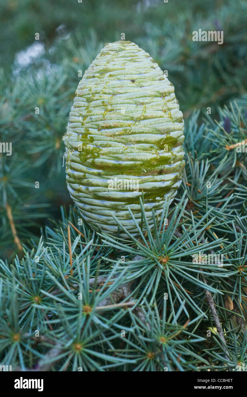 Cedar fruit hi-res stock photography and images - Alamy