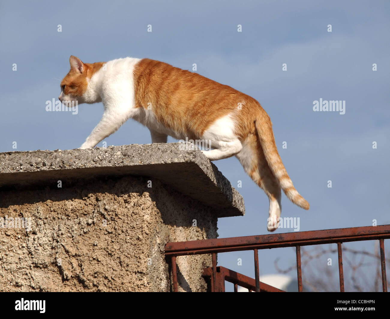cat walking and balancing on the fence Stock Photo - Alamy