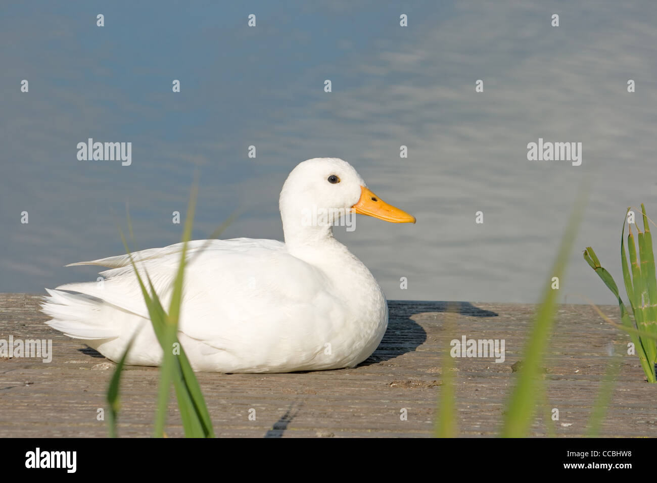 White duck sitting peacefully by fresh water lake Stock Photo - Alamy