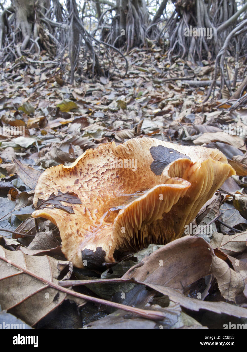 Lactarius sp hi-res stock photography and images - Alamy