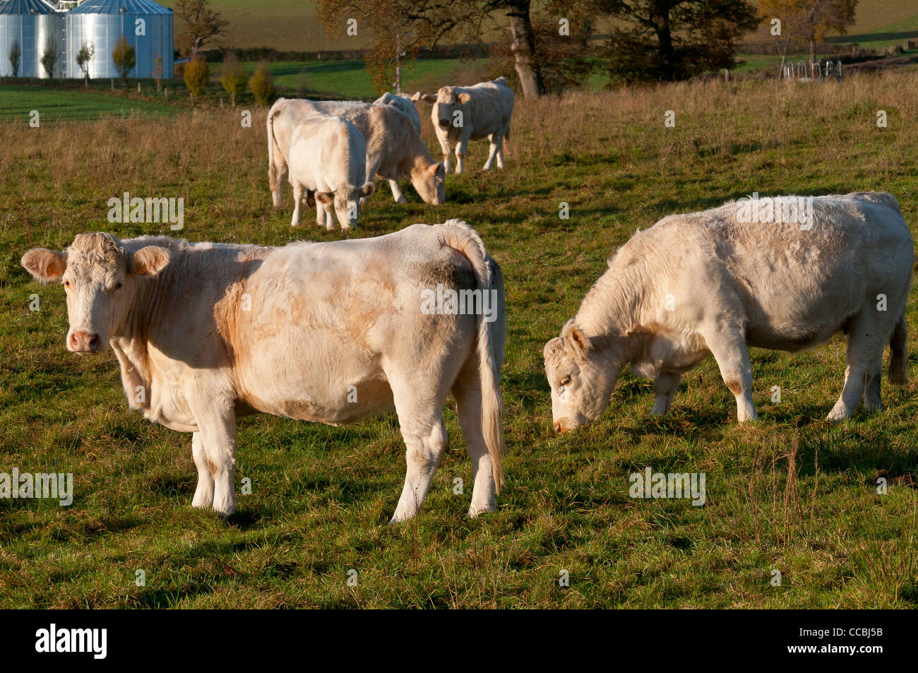 Cows grazing in field Stock Photo - Alamy