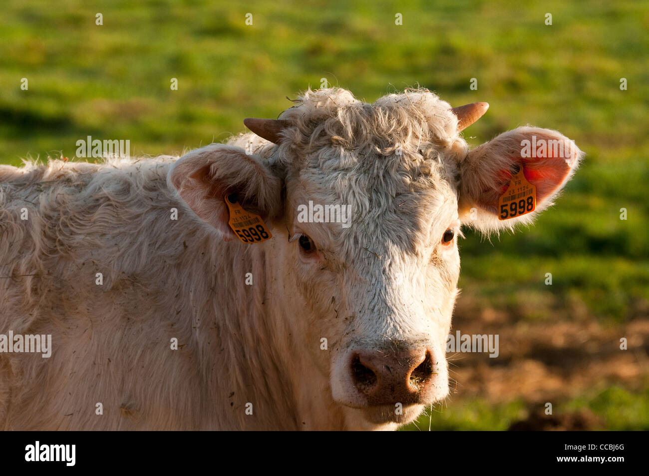 Portrait of a young bull tagged in each ear. Its horns start to grow ...