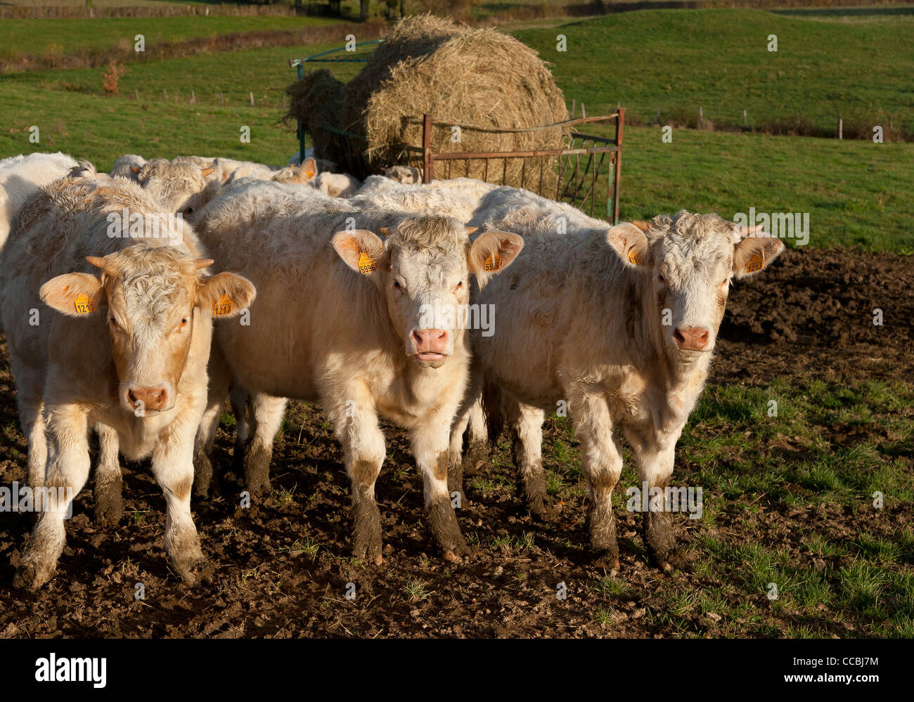 Calves in field hi-res stock photography and images - Alamy